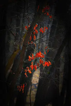 dgfgfg图片大全-dgfgfg高清好看的图片--花瓣环境地方的画板