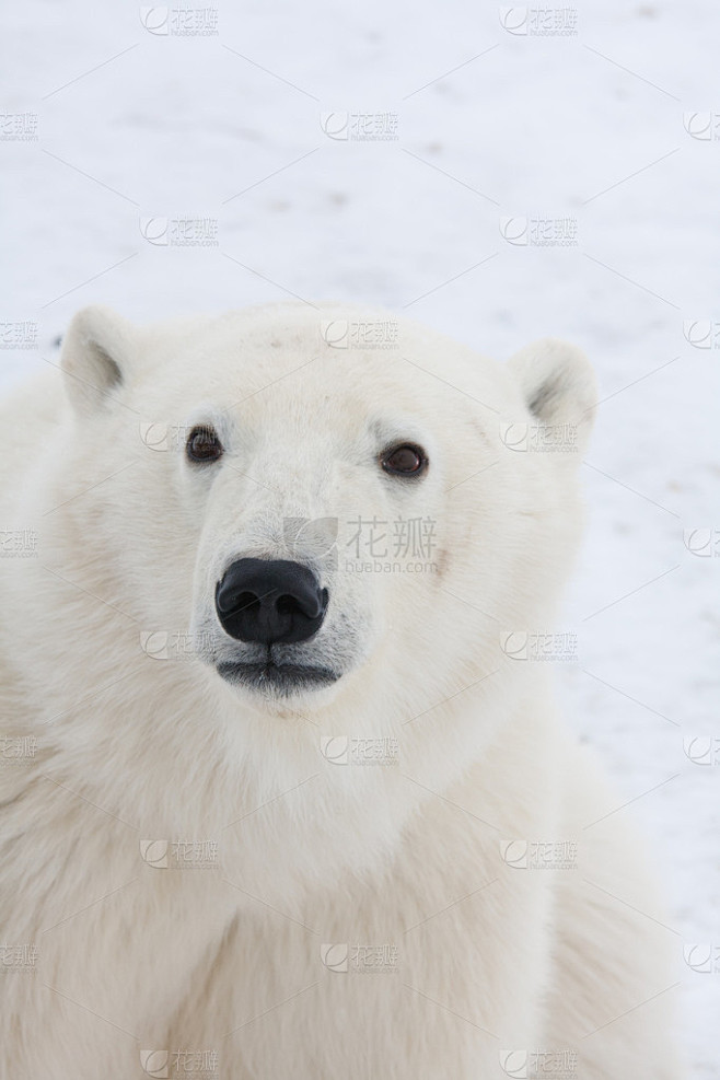 北极熊，北极之王