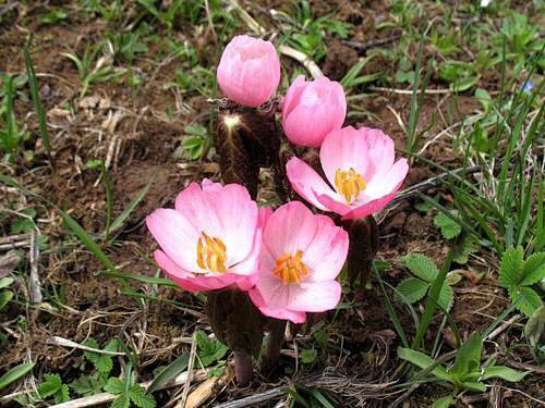 桃儿七（学名：Sinopodophyllum hexandrum (Royle) Ying）是小檗科、桃儿七属多年生草本植物。开花期5-6月 ...