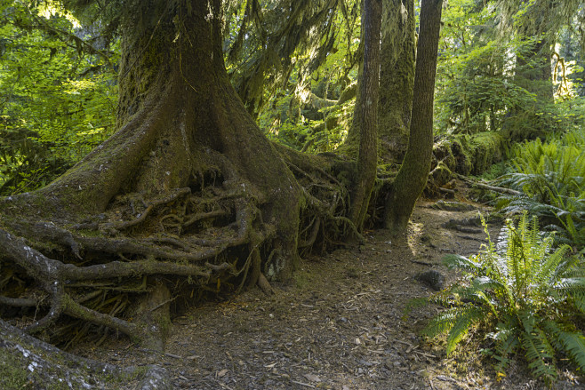 Ancient Forest (405)