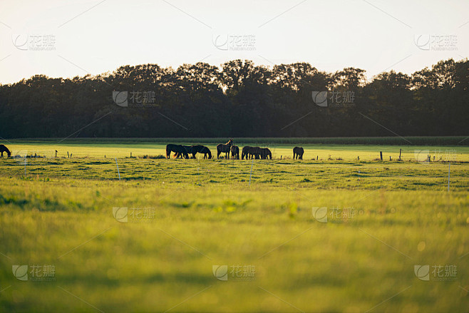 站在农田上的一群马Geesteren。Achterhoek。格尔德兰。