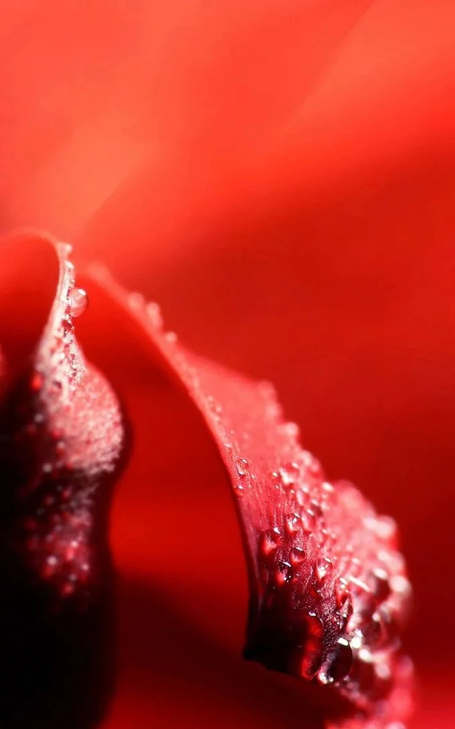 pc_680_webp.webp-花瓣网