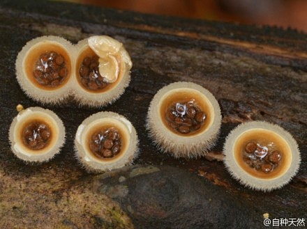 鸟巢、鸟蛋与蘑菇的趣味合体：鸟巢菌。 鸟巢菌或称蛋巢菌科（Nidulariaceae）的Crucibulum、Cyathus ...