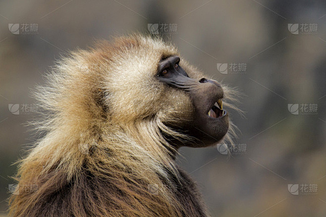 埃塞俄比亚狒狒的肖像