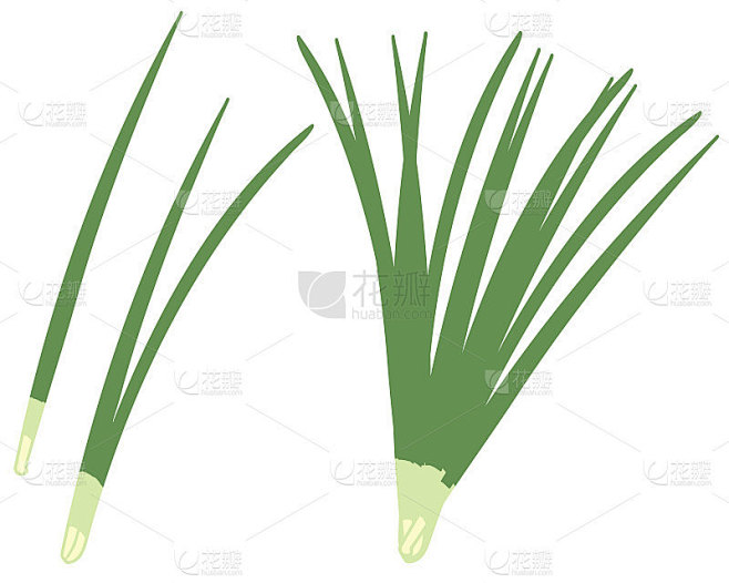 Chinese chive (no line)