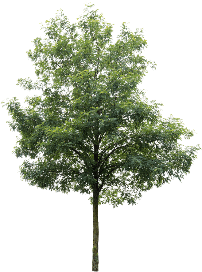 meye robinia pseudoacacia cut out tree in png