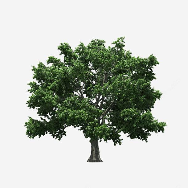 景观前景树png免抠素材_新图网 https://ixintu.com 景观 前景树 树木 景观前景树