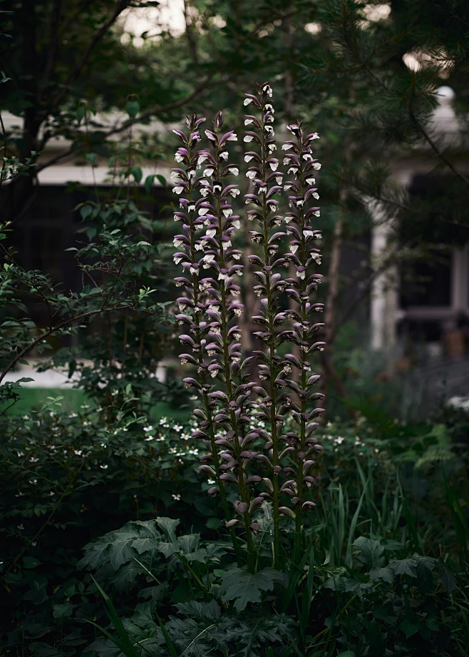 上海W私宅花园迷踪 / boll Design Studio – mooool木藕设计网-花瓣网