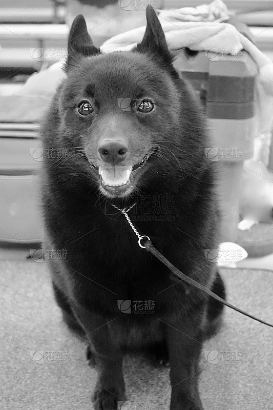 Schipperke，发音为“skipper - key”，来自比利时的狗