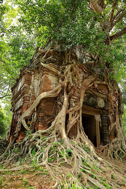 tree-koh ker-cambodia素材-花瓣网