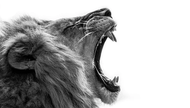 Flow / 500px-花瓣网