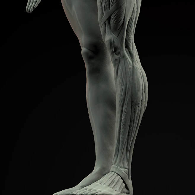 Female Anatomy Ecorche图片_人体图片素材-花瓣网