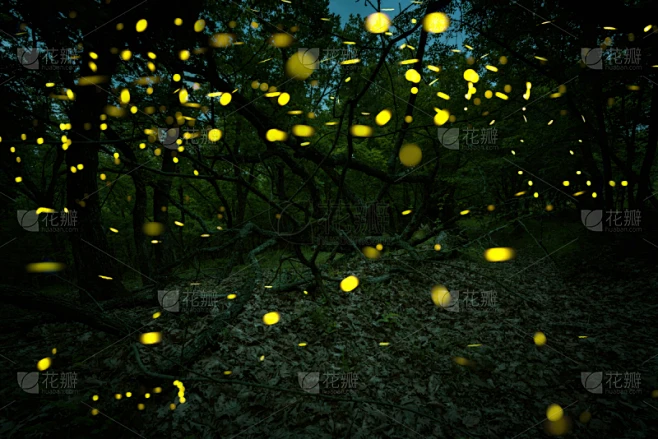 萤火虫,夏天,森林,仙女,大群动物,美,水平画幅,夜晚,无人,曙暮光素材-花瓣网