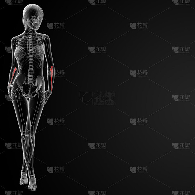 女性尺骨的3d渲染图