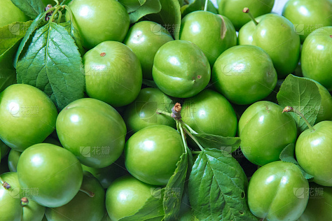 alcha .一堆新鲜的有机青梅，特写背景。高品质和自然赋予生命的绿色酸梅碗内等离子体。青樱桃李。