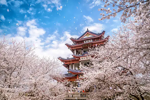 chinese castle in the yuantouzhu park surrounded by cherry blossoms in ...