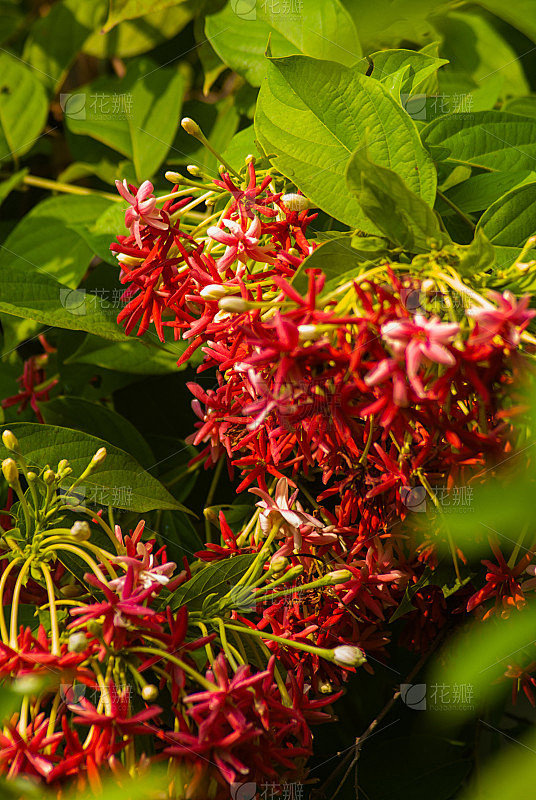 Combretum indicum