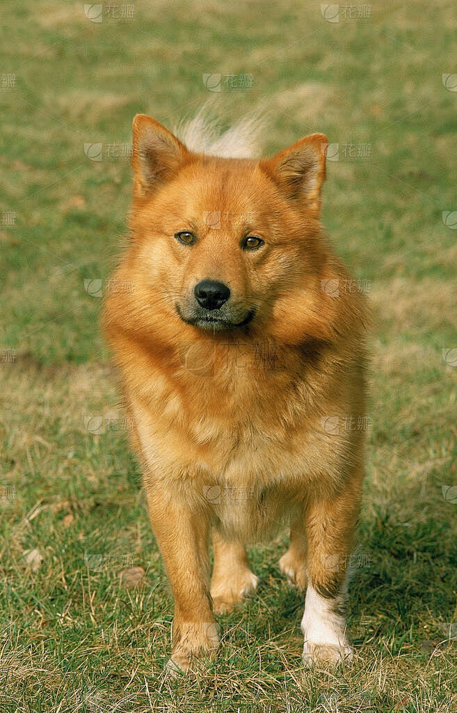芬兰人Spitz，站在草地上的成年人
