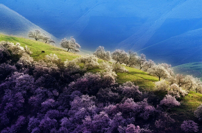 新疆杏花沟：位于新疆伊犁新源县吐尔根乡，新疆杏花沟这是一片中世纪遗留最大的原始野杏林，集中分布于巩及斯河北岸，占地有3万多亩，新疆杏花沟是新疆 ...
