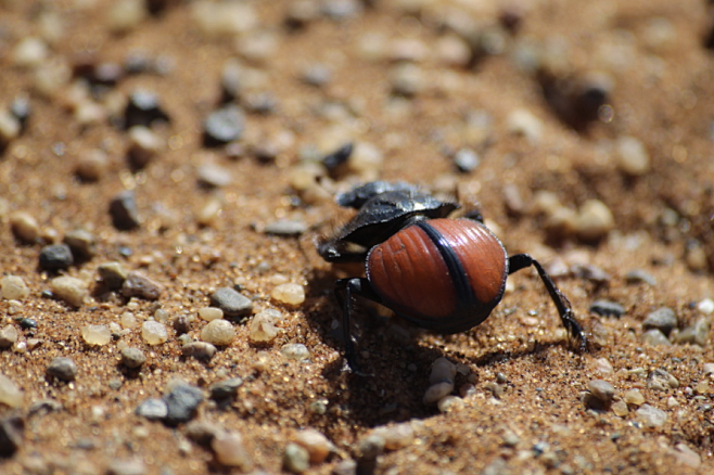 Pachysoma denticolle
