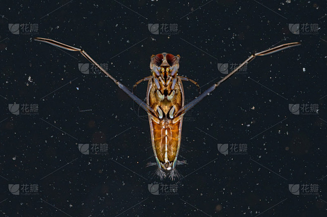 典型的比如昆虫