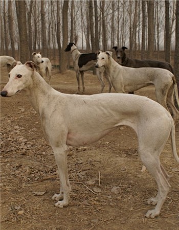 中国细犬 Chinese Greyhound 产地：中国山东、陕西 身高：60-76厘米 体重：20-30公斤 寿命：10-15年 毛色：黑色 ...