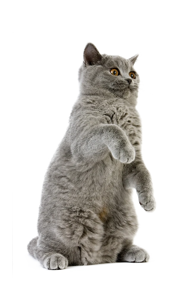 英短蓝猫01 图片_猫咪图片素材-花瓣网