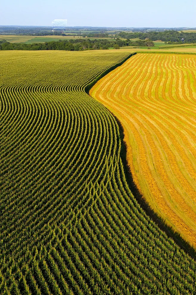 Waves of Corn-花瓣网