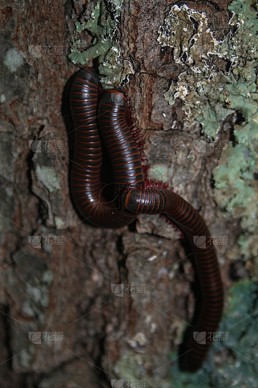 红千足虫垂直