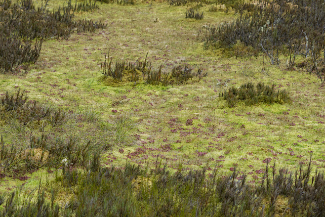 Mossy Bog (24)