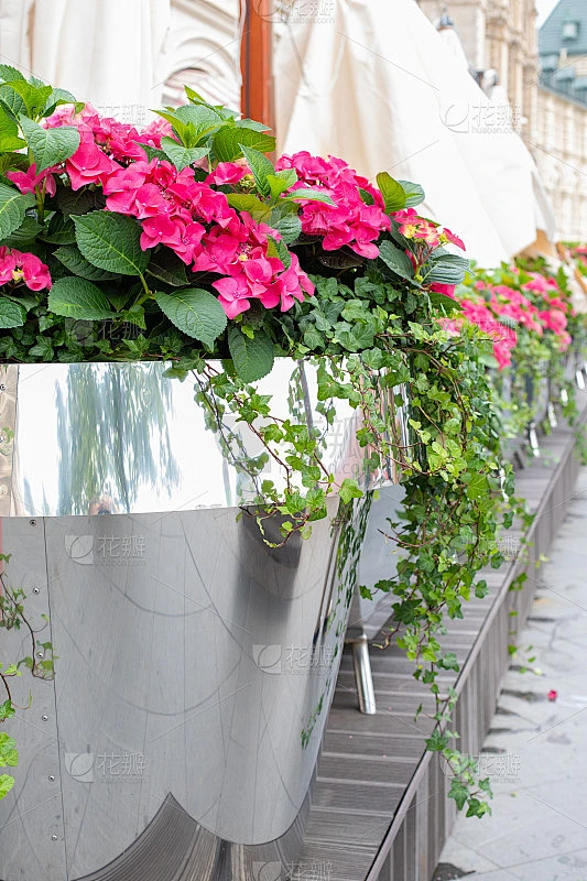 粉红色洋红色绣球花在一个巨大的金属铬花盆，fertikal照片。街道装饰。盛开的绣球花和长着绿叶的常素材-花瓣网