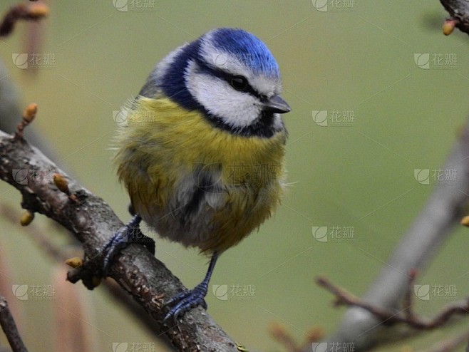 Bluetit