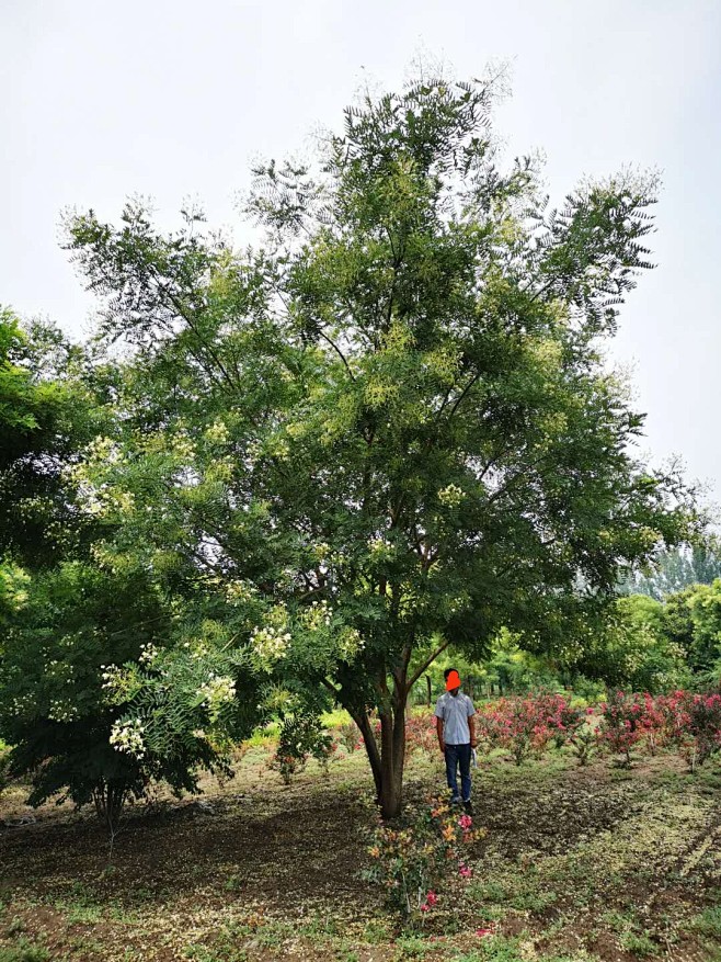 低分枝国槐25-28cm