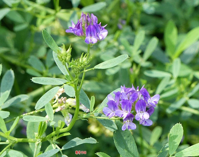 紫苜蓿（Medicago-sativa）——草本植物549-花瓣网