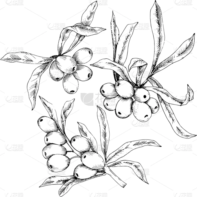 植物,图标,白色背景,农业,食品,维生素,壁纸,水果,草图,装饰品素材-花瓣网