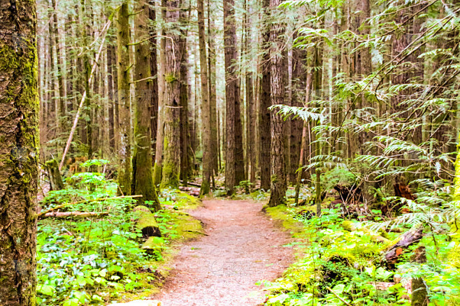 古生林徒步旅行