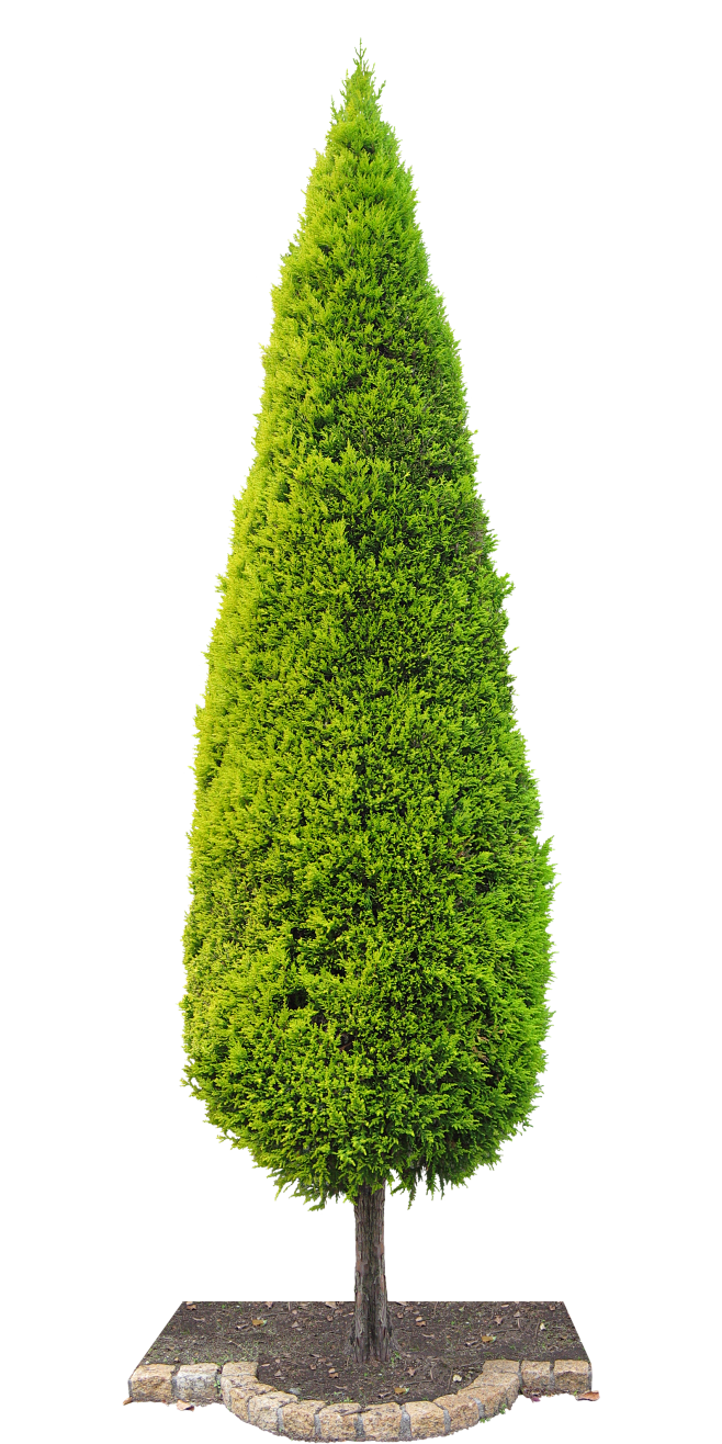 桧柏4-(1,2)-TA副本