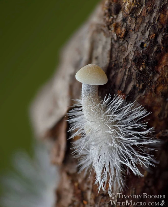 Tim Boomer-花瓣网