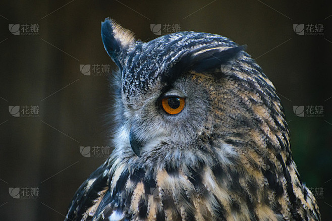 欧亚鹰鸮(Bubo Bubo)