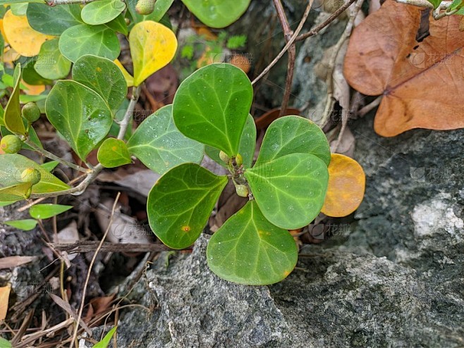 Tabat Barito Plant (Ficus Del Aptoidea Var Kunstle