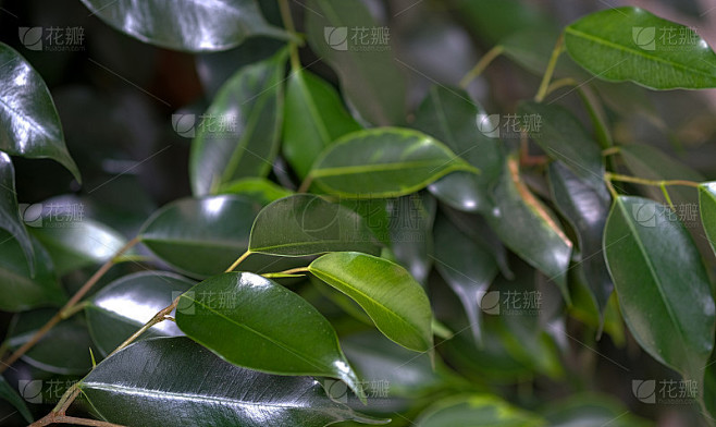 一种美丽的室内植物，在家里生长，Ficus benjamina。
