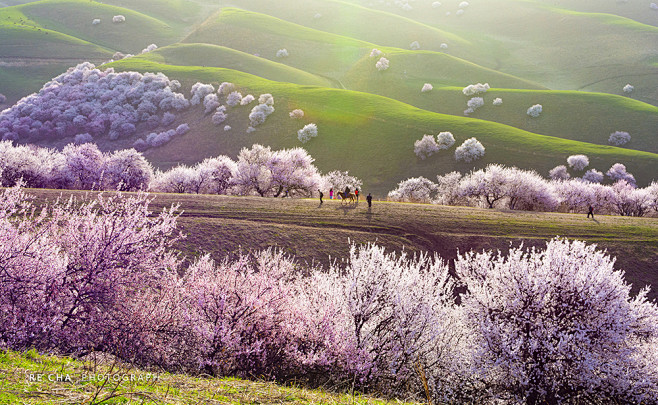 伊犁杏花沟