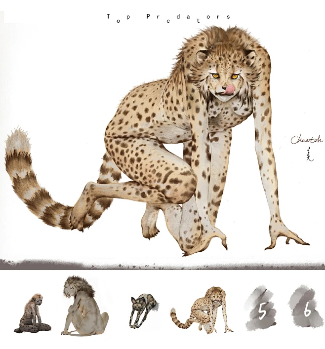 cheetah-花瓣网