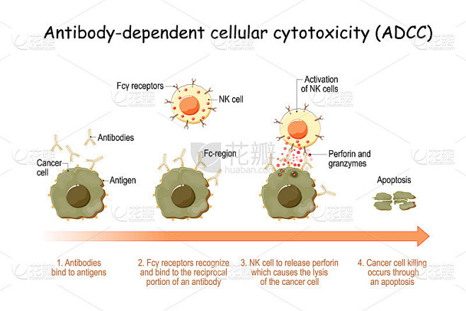 抗体依赖性细胞毒性(ADCC)