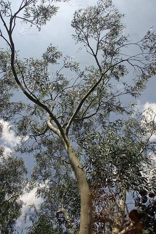 尤加利树素材-花瓣网