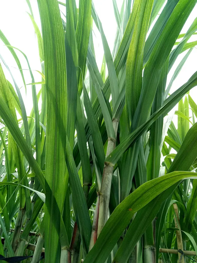 src=http://ss2.meipian.me/users/47202955/7859d7220d4d40ea82318c0b58c0c942.jpg?meipian-raw/bucket ...