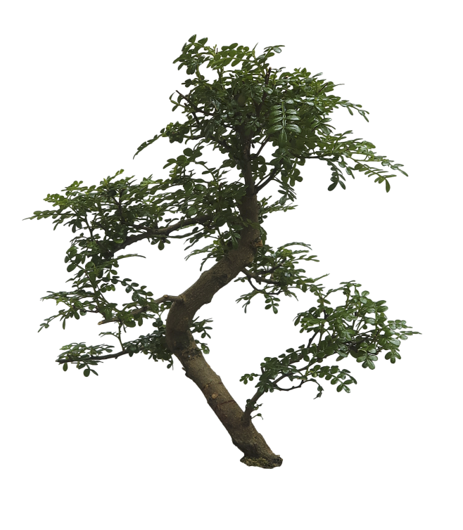 Spring Bonsai Tree Cutout - PIXELREF (83)
