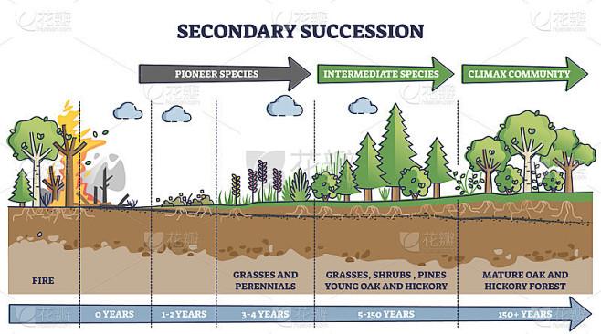 次生演替为森林大火后生态恢复示意图