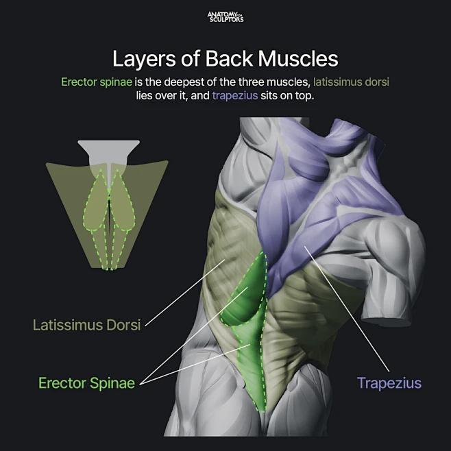 Layers of Back Muscles-花瓣网