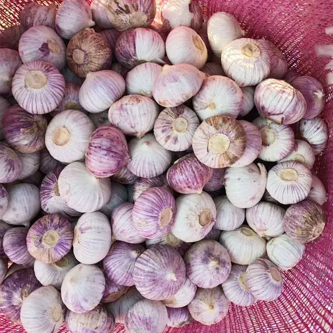 Export High Quality Fresh Single Clove Garlic Solo Garlic Lonely Garlic ...
